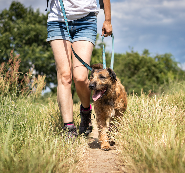 Natural Pet Wholesale – Natural Cornish Dog Treats